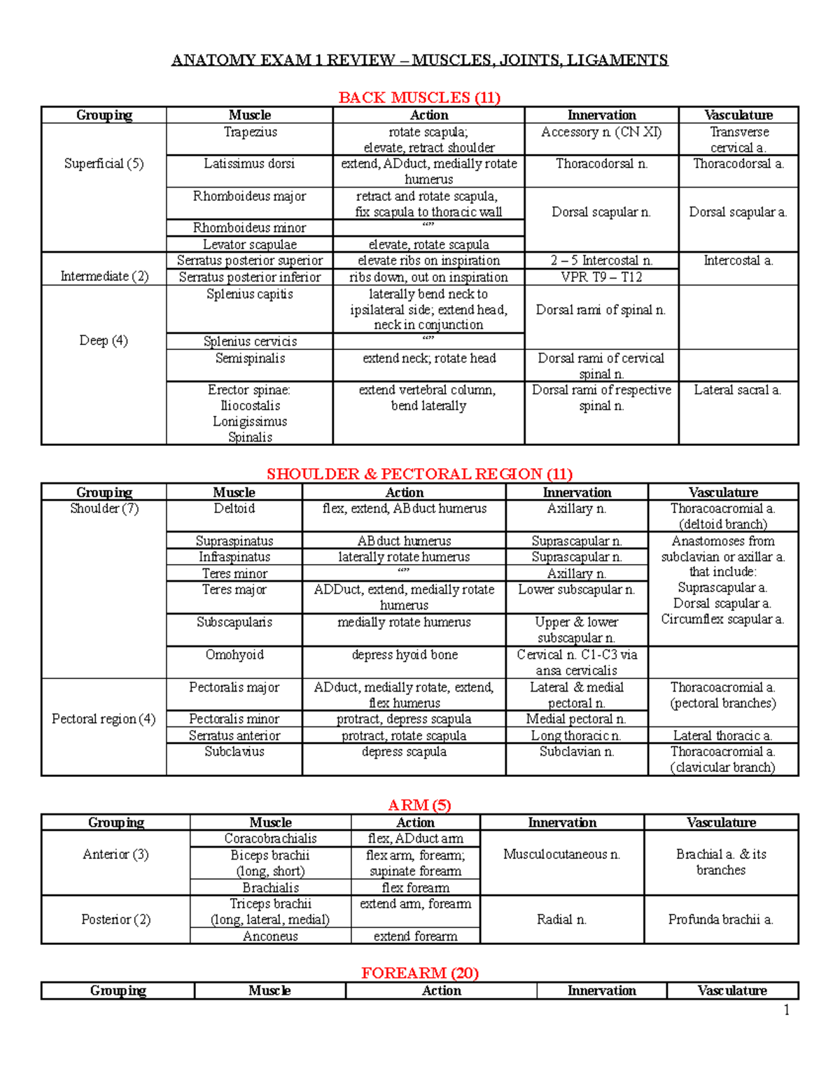 266509345 Exam 1 Anatomy Review Guide With Muscle Actions - ANATOMY ...