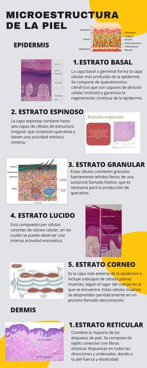 Apunte DE Semana 1 - Estructura y desarrollo embrionario de la piel Funciones Proteger a nuestro ...