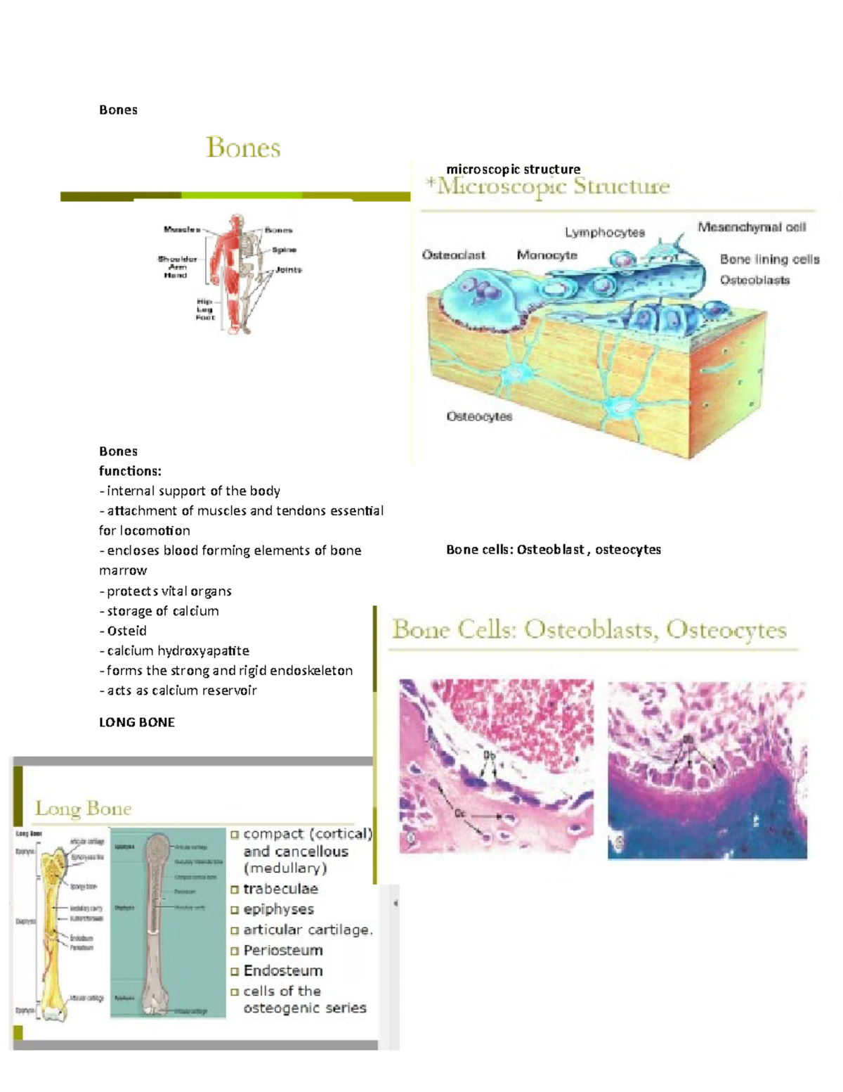 Bones - Reviewer for histology - Bones Bones functions: internal ...