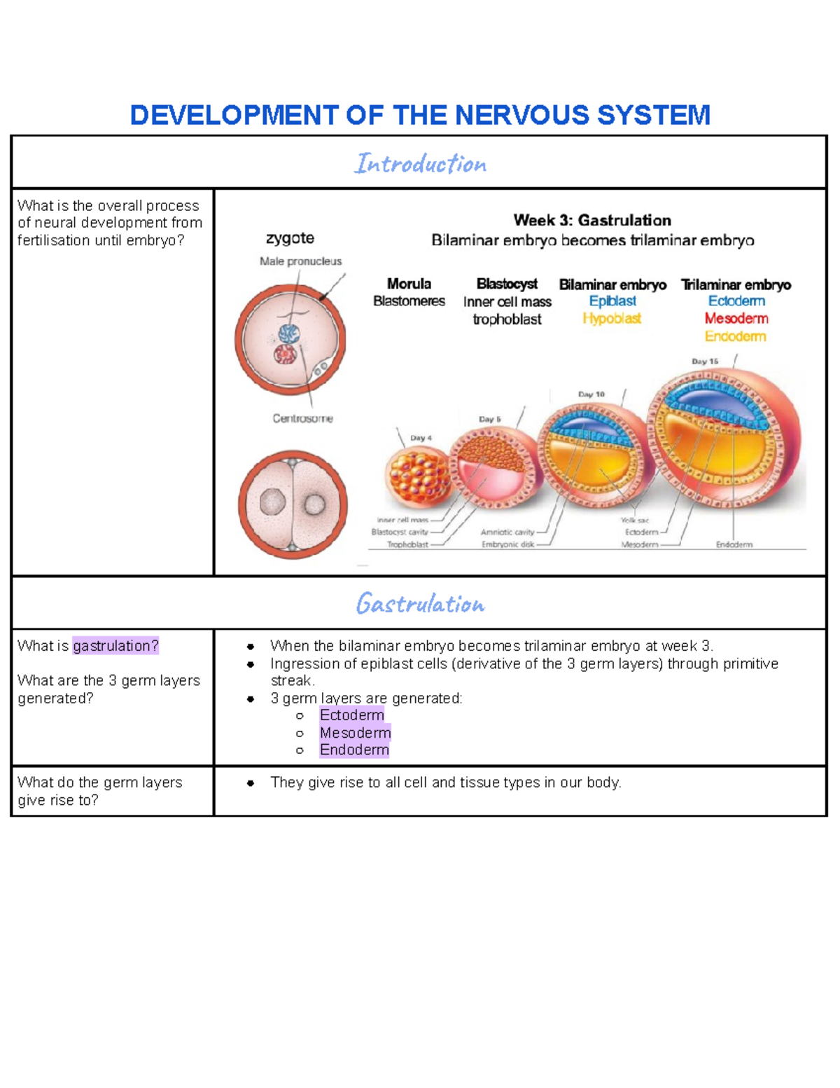 Lecture Notes 2 Development of The Nervous System - DEVELOPMENT OF THE ...