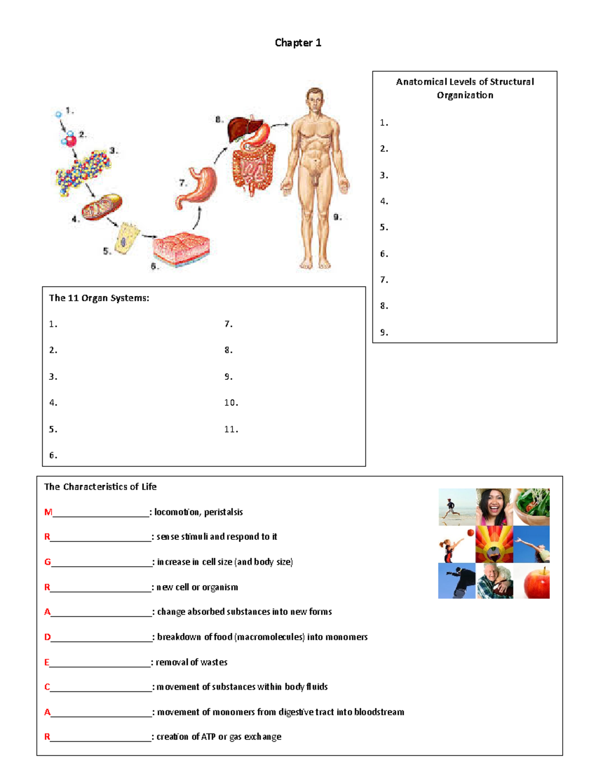 Chapter 1 notes - Chapter 1 Anatomical Levels of Structural ...