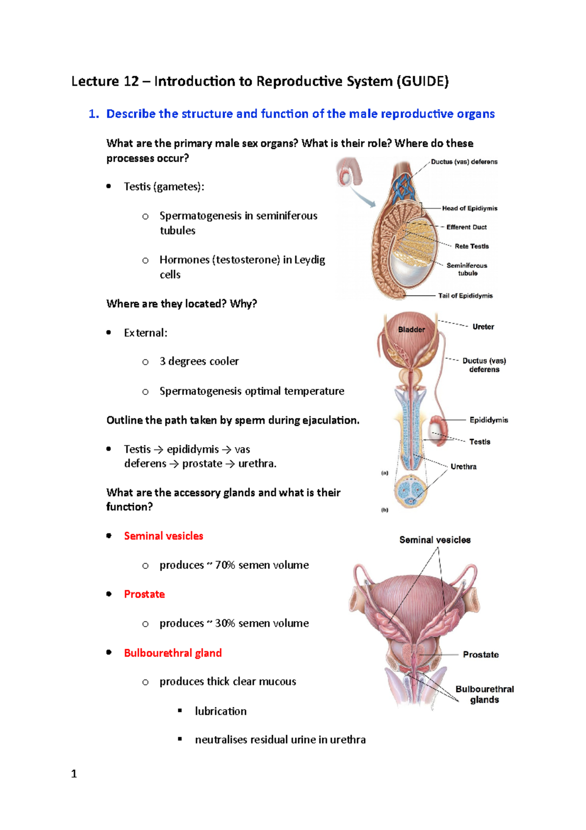 Lecture 12 Introduction To Reproductive System Lecture 12