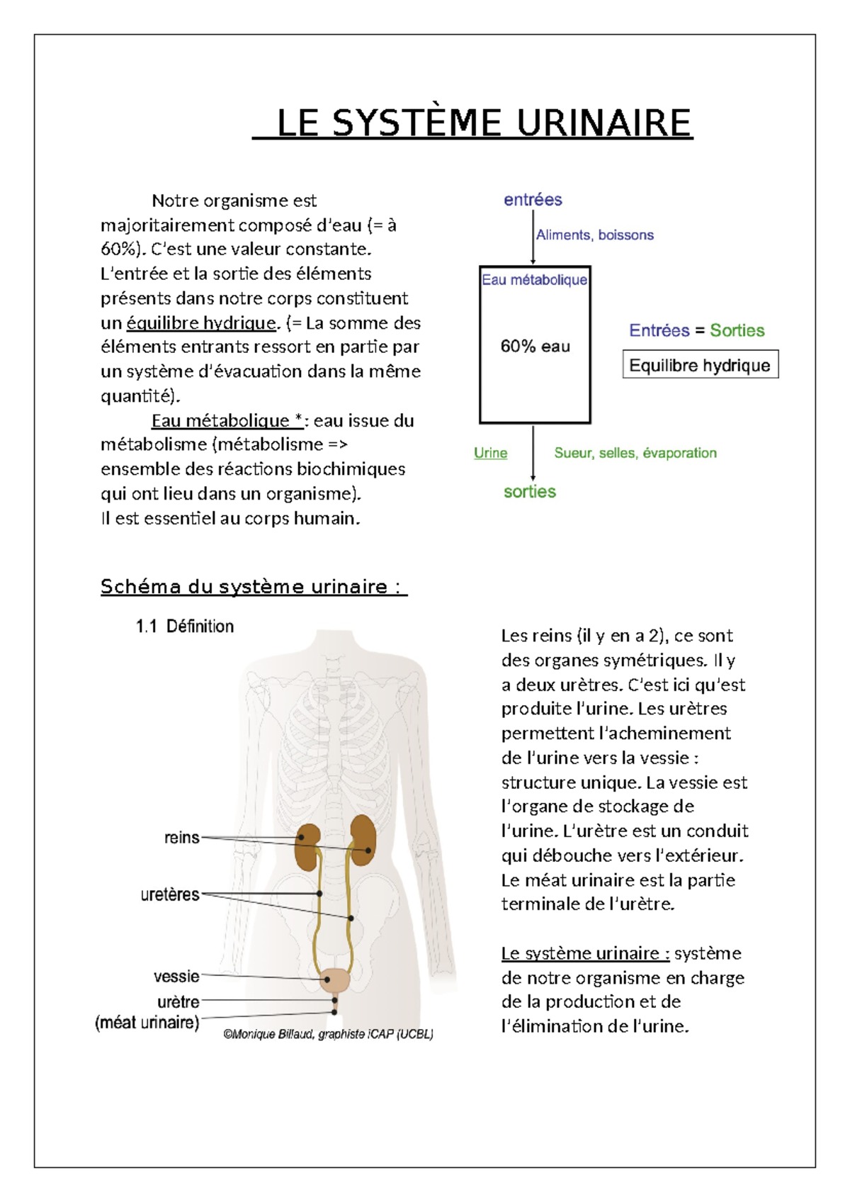 LE SystèME Urinaire - Cours physiologie CM - LE SYSTÈME URINAIRE Notre ...