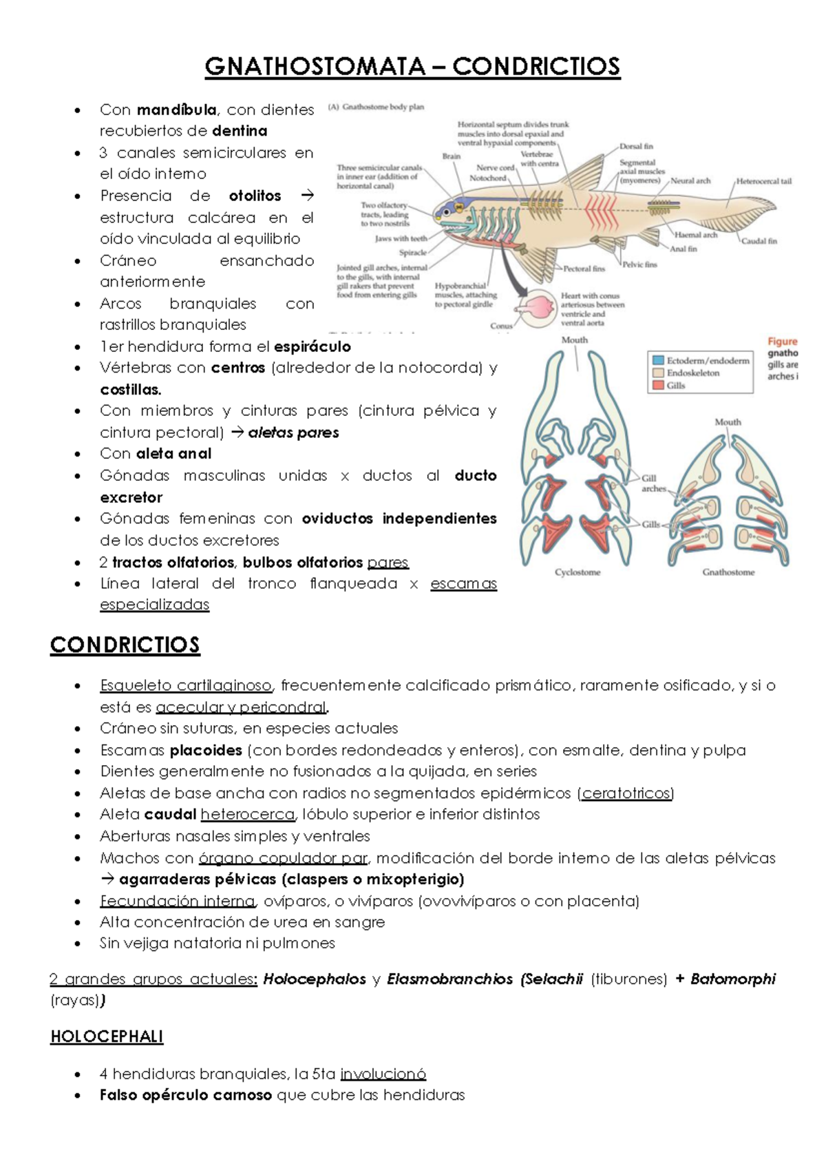 Gnathostomata - Condrictios - GNATHOSTOMATA – CONDRICTIOS Con mandíbula ...