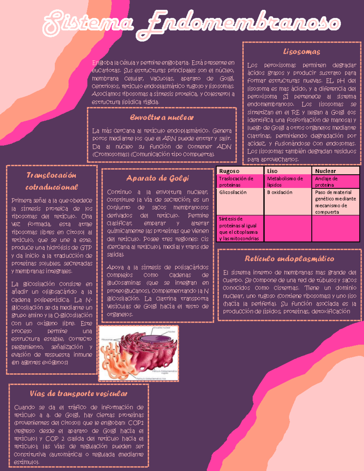 Sistema endomembranoso - Rugoso Liso Nuclear Traslocación de proteínas ...