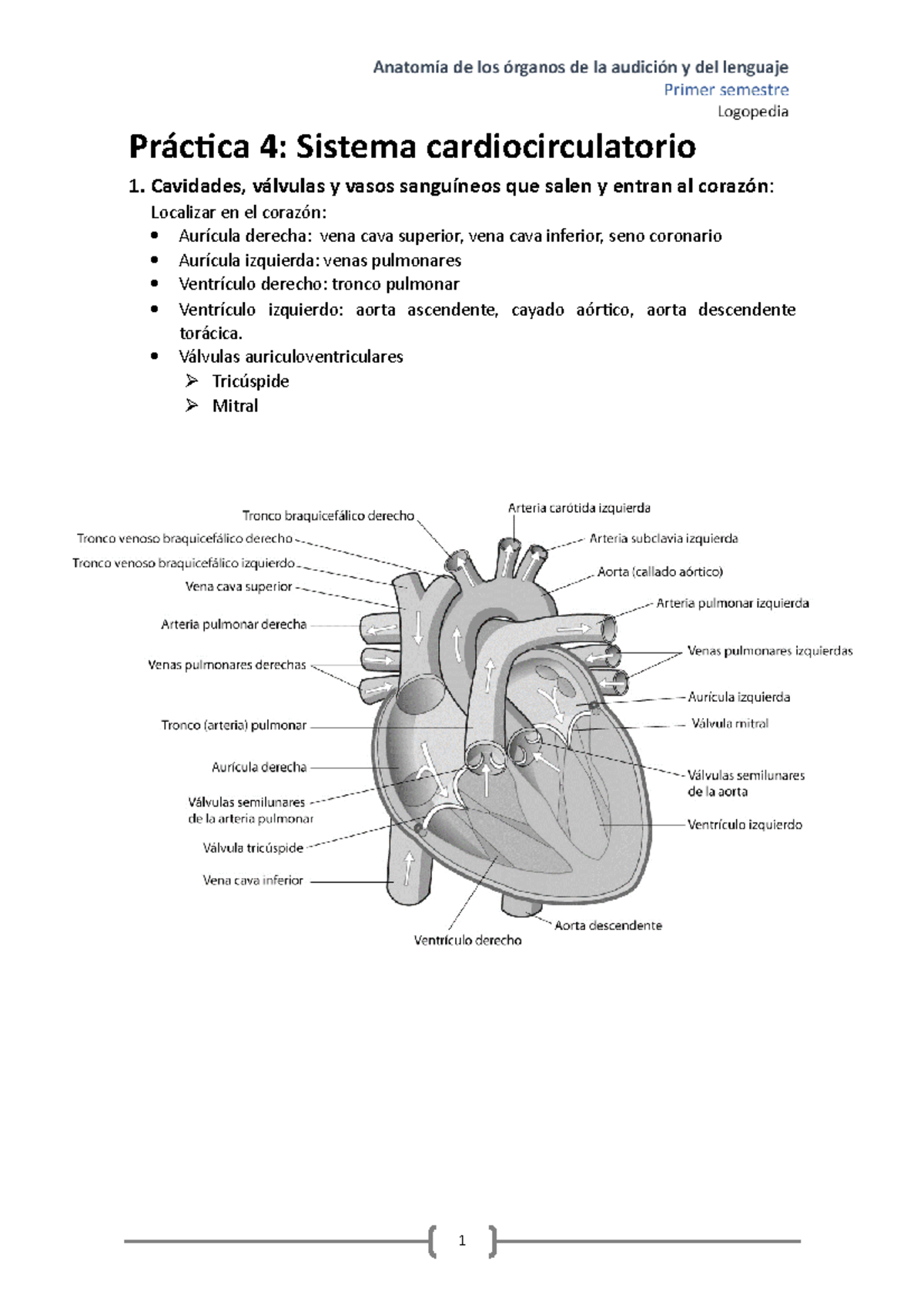 Práctica 4. Sistema cardiocirculatorio - Cavidades, válvulas y vasos sanguíneos que salen y ...