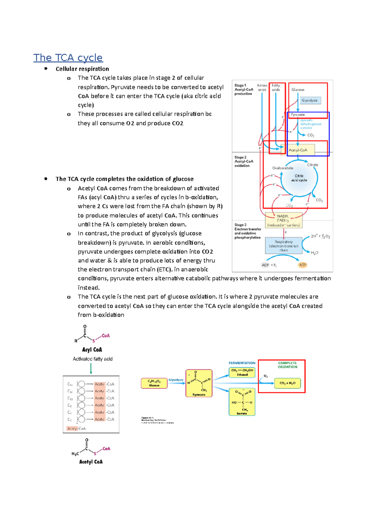 TCA cycle - Lecture notes 23 - The TCA cycle Cellular respiration o The ...