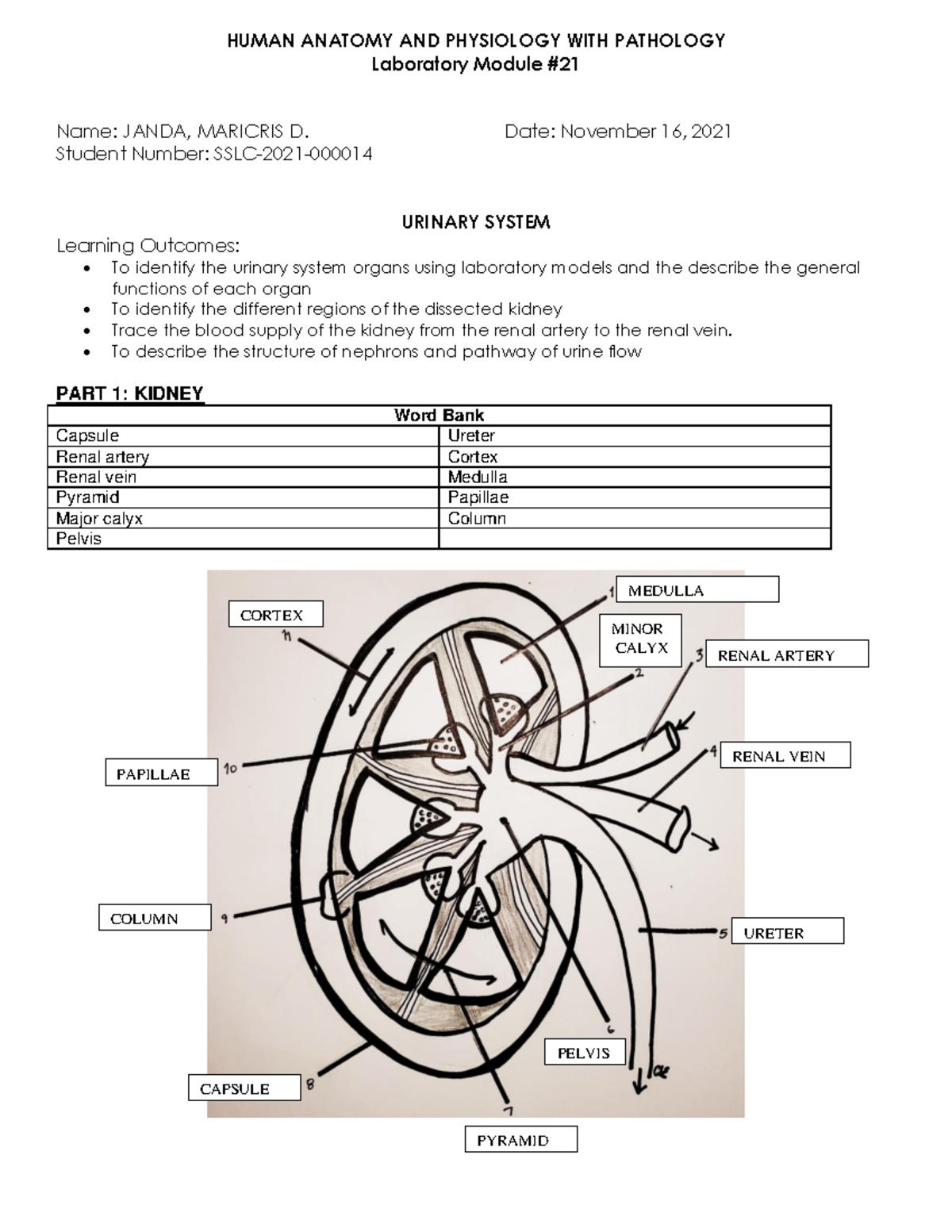 Urinary System - Laboratory Module # 21 Name: JANDA, MARICRIS D. Date ...