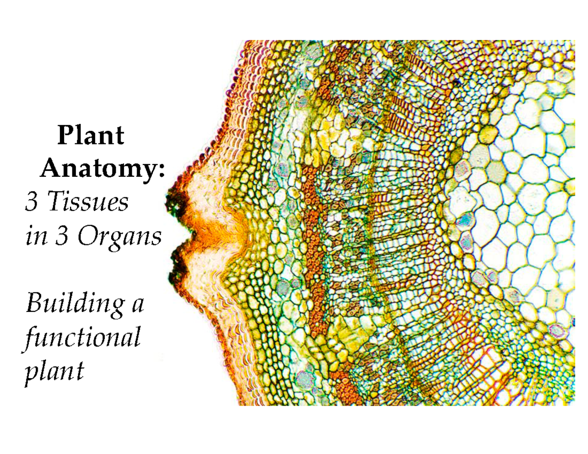 T8 Plant Anatomy F2020 - Plant Anatomy: 3 Tissues in 3 Organs Building ...
