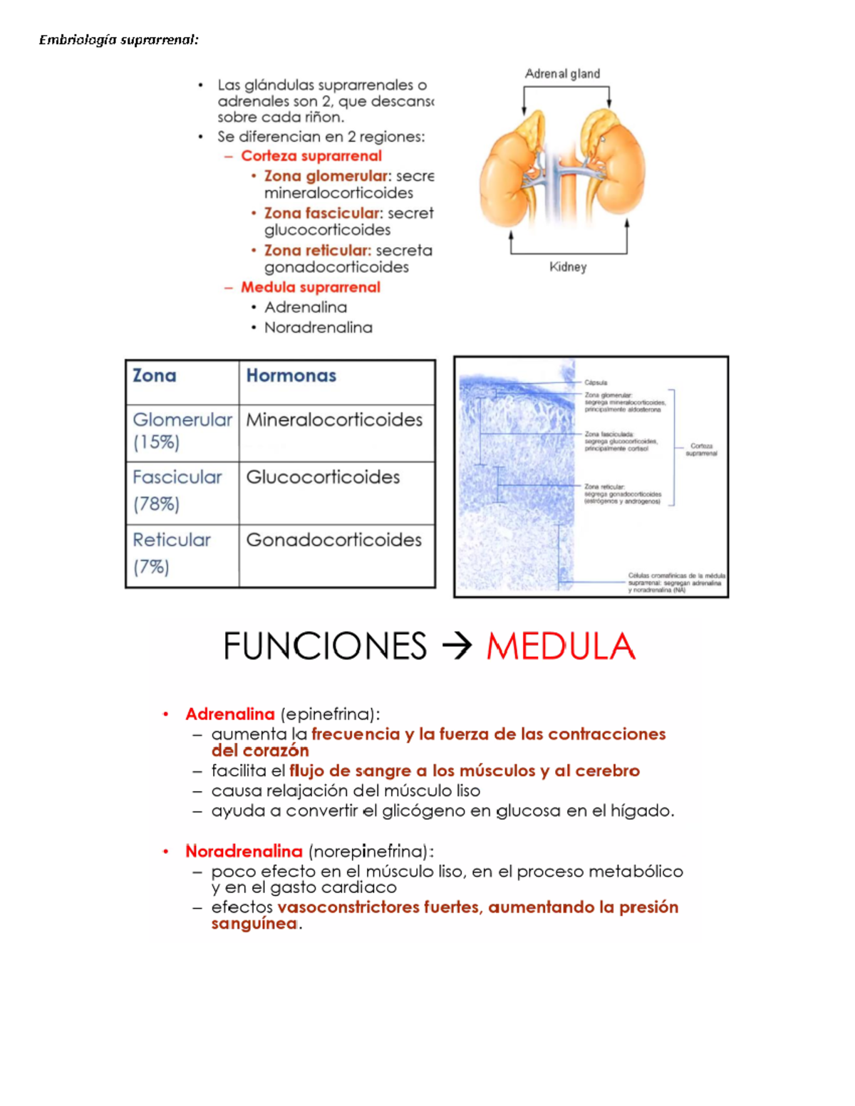 Glándula Suprarrenal - Apuntes - Embriología suprarrenal: Desde el ...