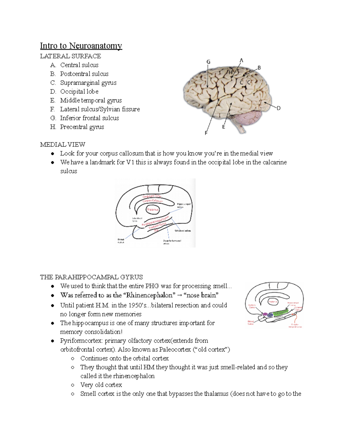 PSYC 311-Lecture 2 - Intro to Neuroanatomy LATERAL SURFACE A. Central ...