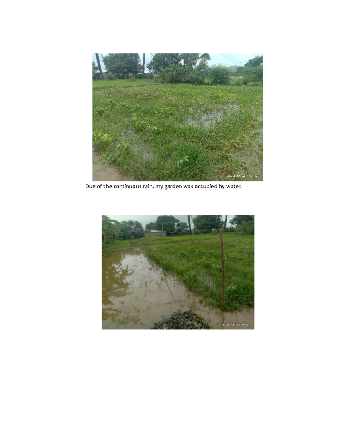 Mona gsp 3 - chief girl scout - Due of the continuous rain, my garden ...