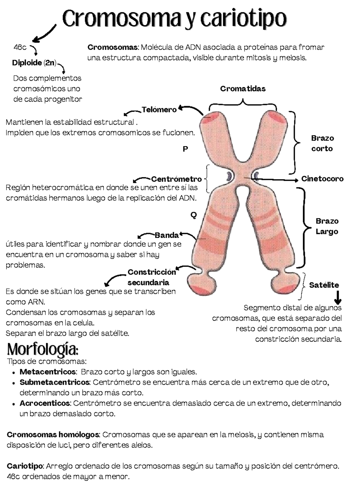Cromosoma y cariotipo - Cromosoma y cariotipoCromosoma y cariotipo 46c Diploide (2n) Dos - Studocu