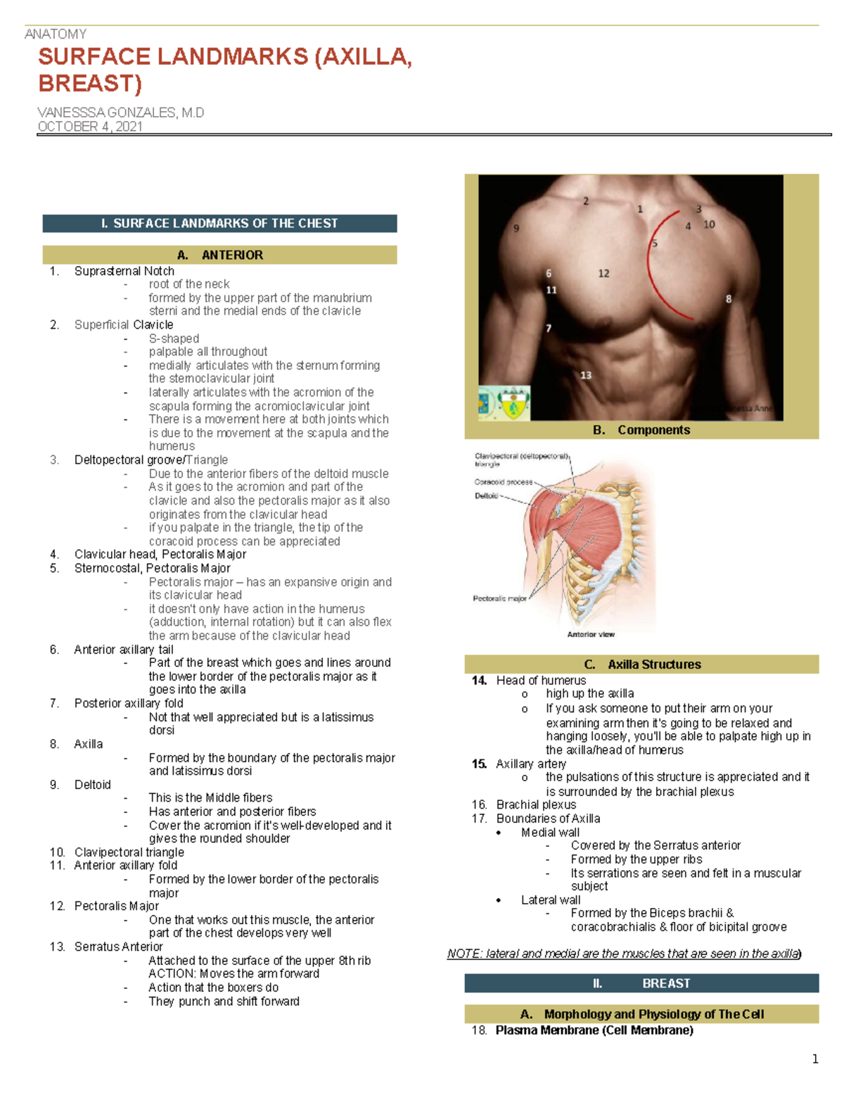 1ST YEAR Trans Guideline - FOR SELF - ANATOMY SURFACE LANDMARKS (AXILLA, BREAST) VANESSSA ...