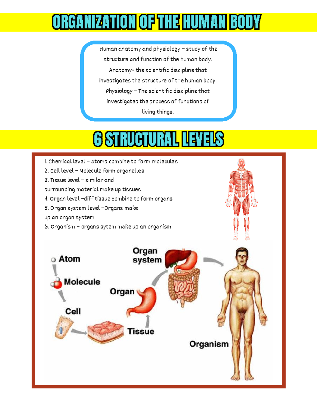 Anatomy Physiology - Practice notes for intro to a&p - Chemical level ...