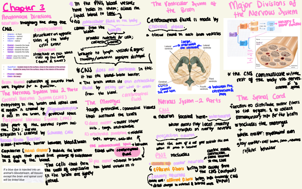 Chapter 3 - Includes notes from slides, the textbook, and what the prof ...