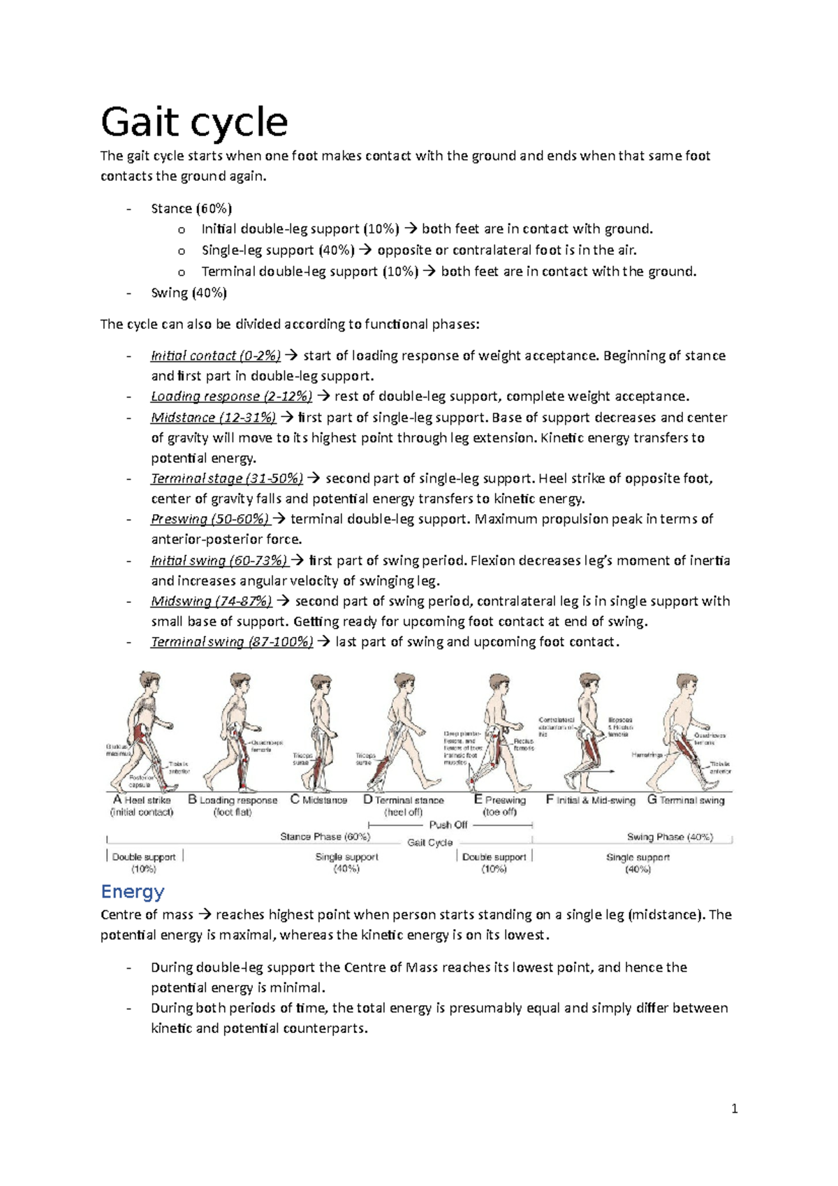 BBS2052 - Summary - Gait cycle The gait cycle starts when one foot ...