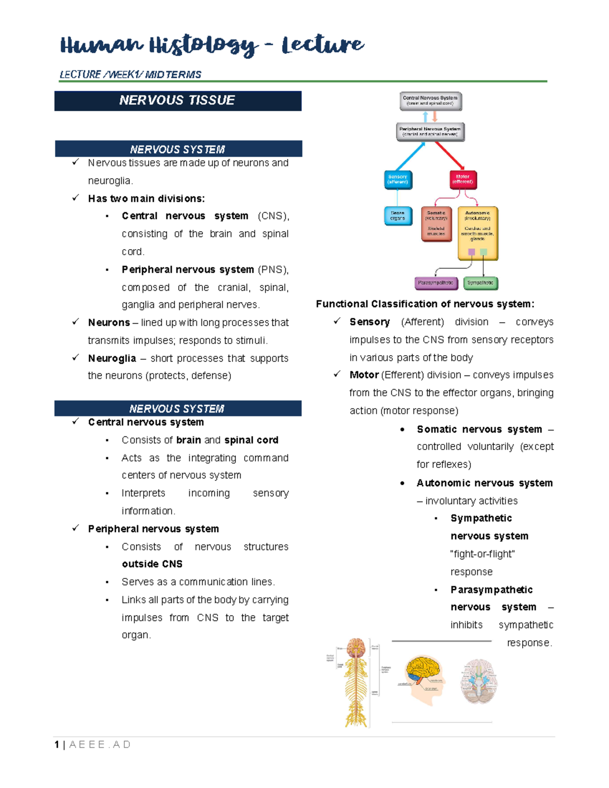 Histology- Nervous Tissue - LECTURE /WEEK1/ MIDTERMS Nervous tissues ...