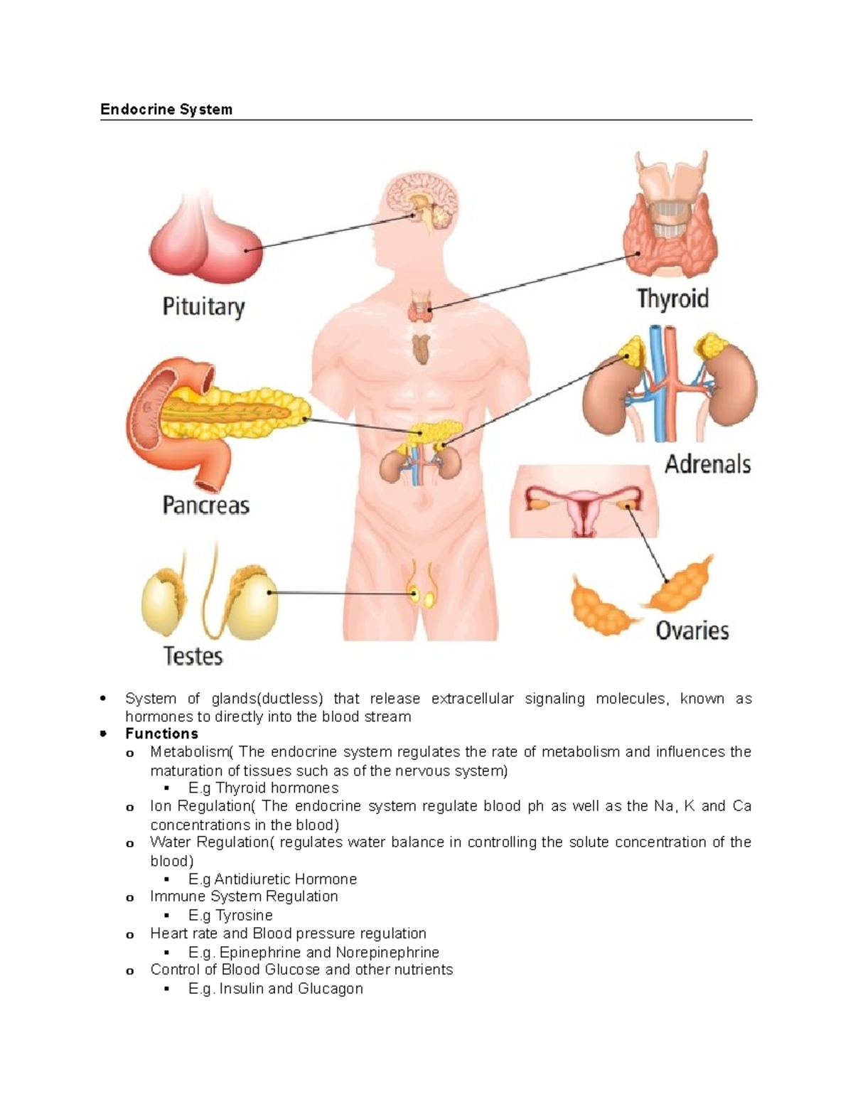 375644920 Endocrine System Anatomy and Physiology - Endocrine System ...