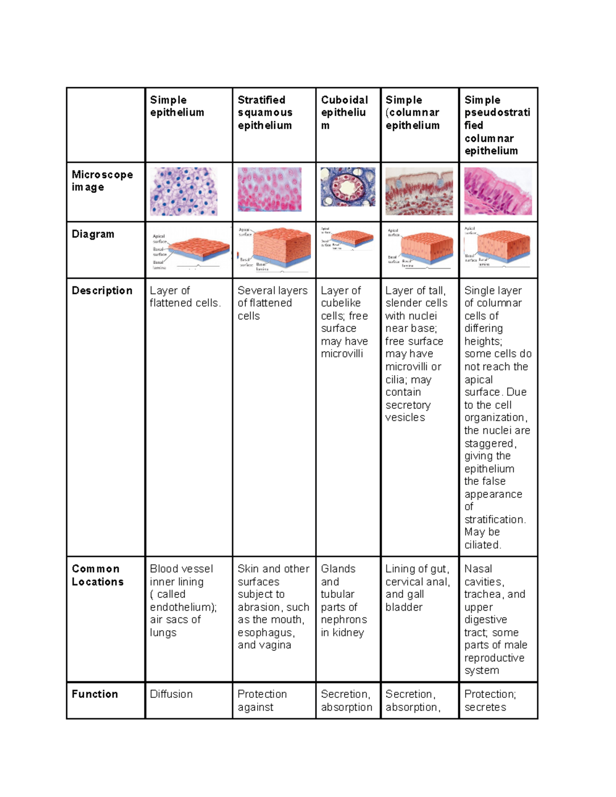 Review Guide - Simple epithelium Stratified squamous epithelium ...