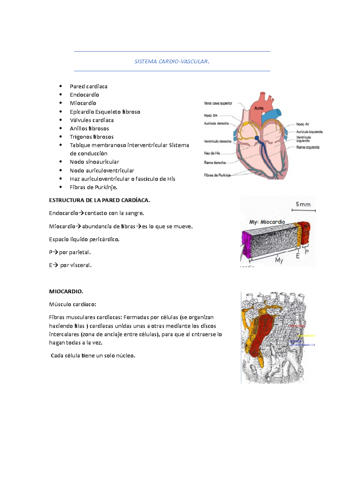 Sistema Cardiocirculatorio - SISTEMA CARDIO-VASCULAR. Pared cardiaca ...