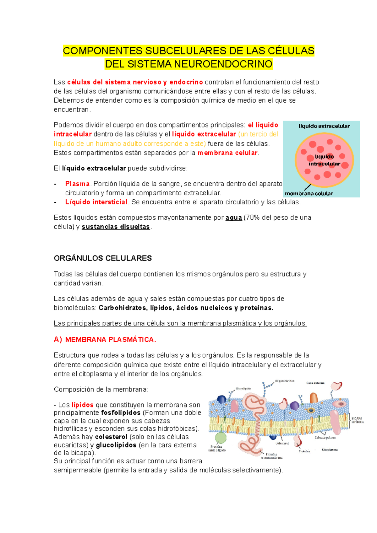 2. Componentes Subcelulares DE LAS Células DEL Sistema Neuroendocrino ...