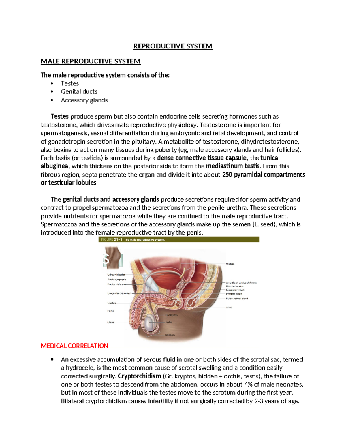 Reproductive System - histology notes - REPRODUCTIVE SYSTEM MALE ...