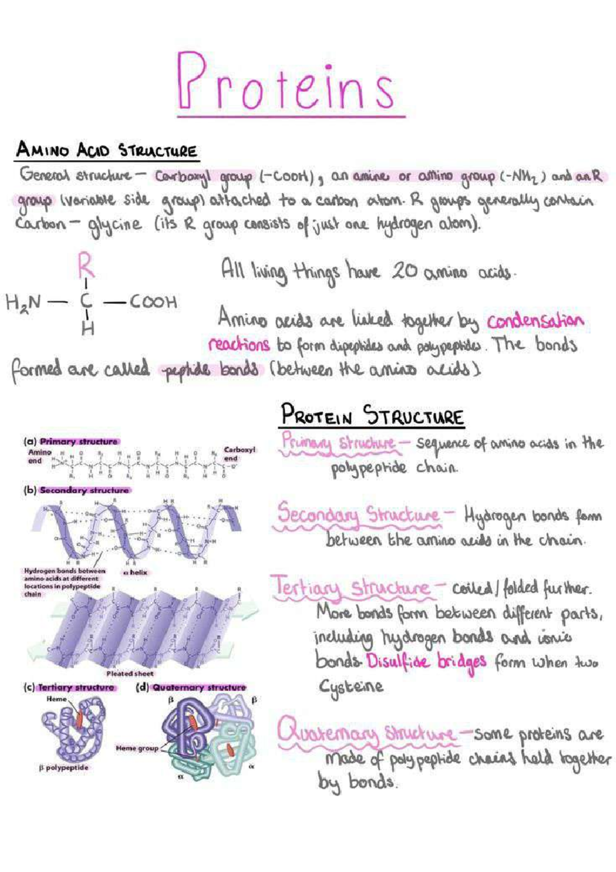 Pin on A-Level Biology - Human Anatomy and Physiology study notes ...