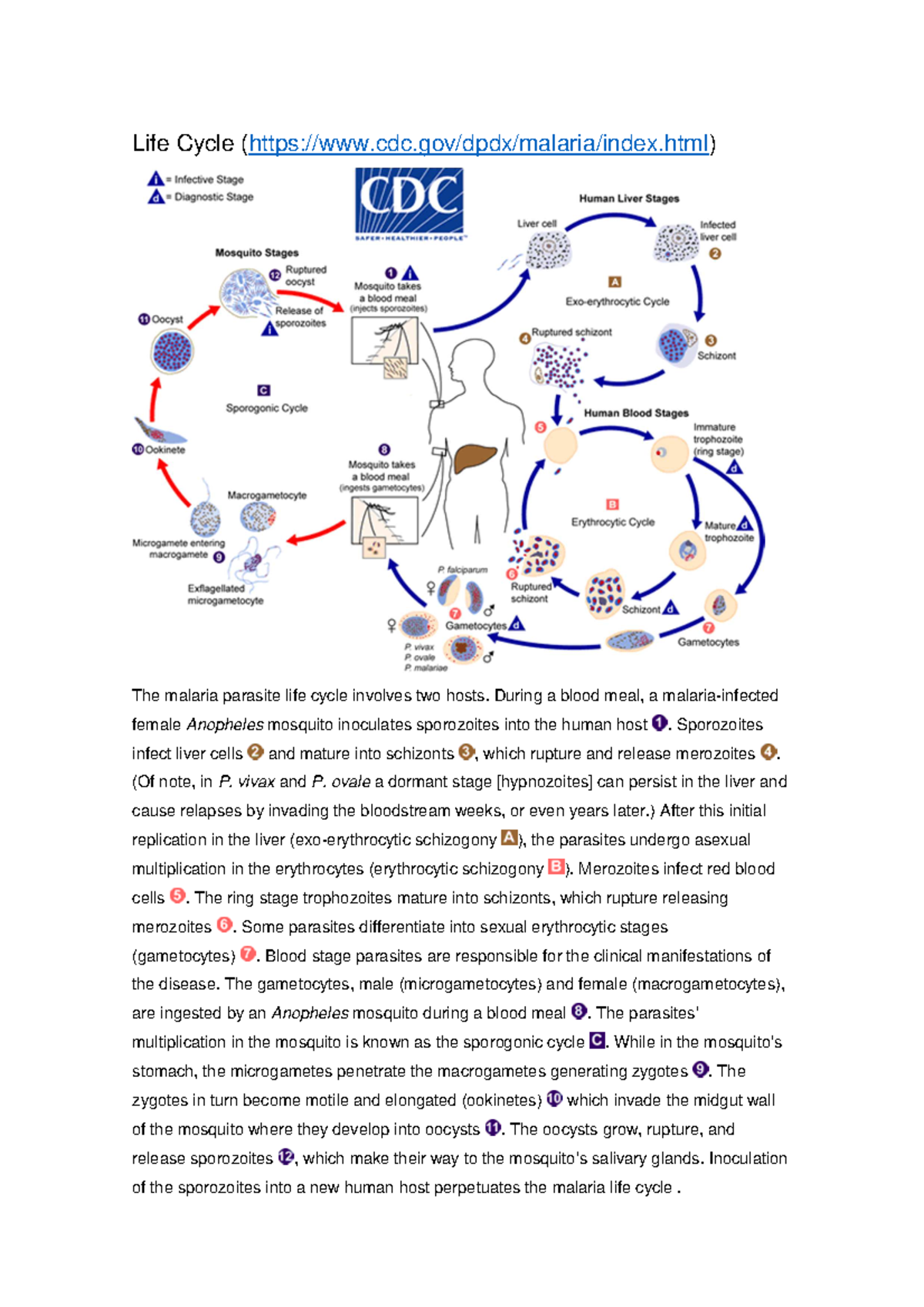 Details of life cycle Malaria CDC 2018 - Life Cycle (cdc/dpdx/malaria ...