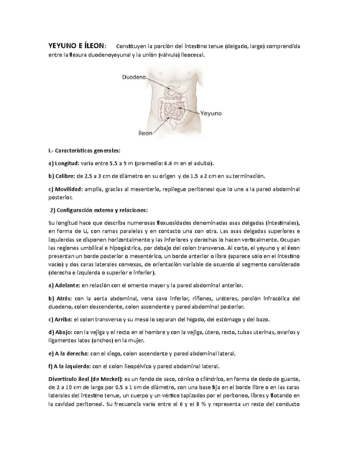 Yeyuno - YEYUNO E Constituyen la del intestino tenue (delgado, largo ...