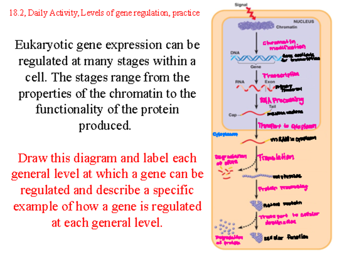 Daily Activities - BSC 1010C - Eukaryotic gene expression can be regulated at many stages within ...