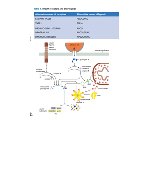 Asexual Reproduction Reading Worksheet - Asexual Reproduction Worksheet ...