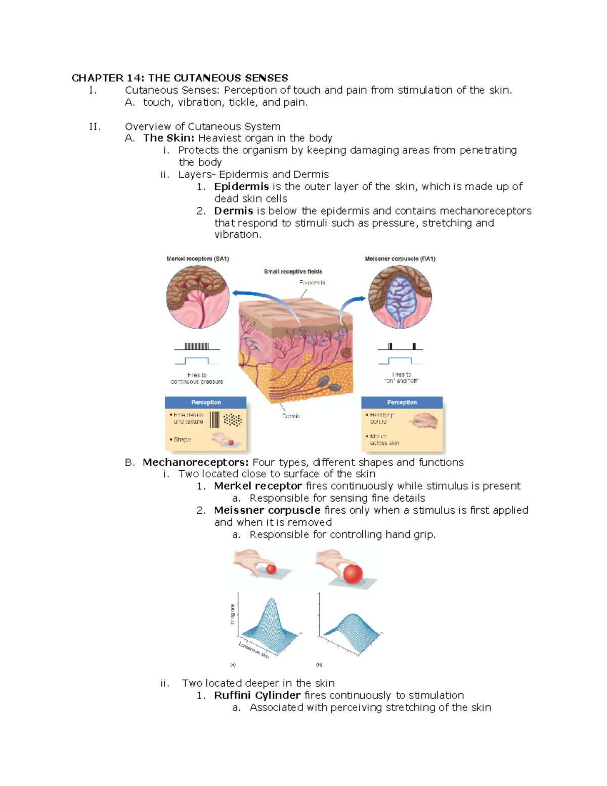 Chapter 14: The Cutaneous Senses - CHAPTER 14: THE CUTANEOUS SENSES I ...