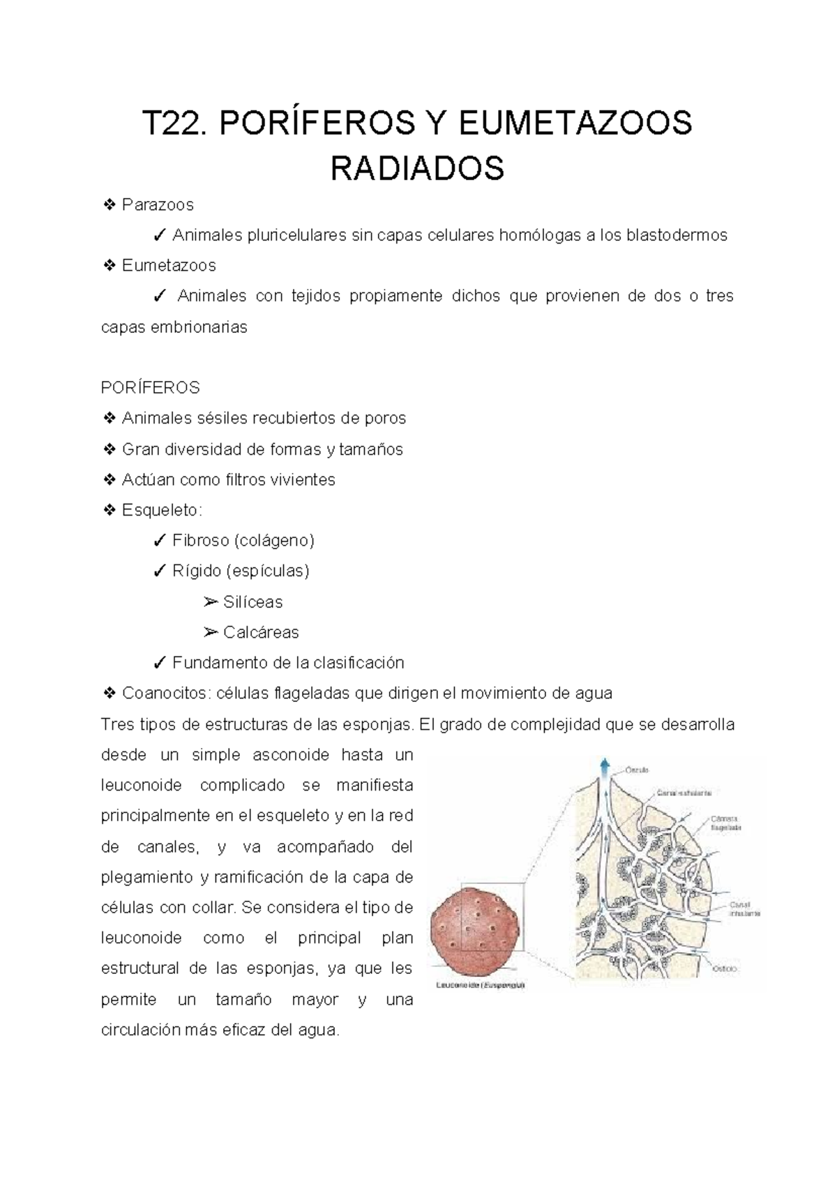 T22. Poríferos Y Eumetazoos Radiados - T22. PORÍFEROS Y EUMETAZOOS ...