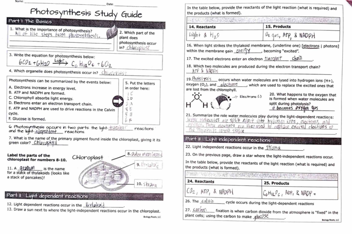 Photosynthesis Study Guide - Name ________________ Date: ________ _ in ...