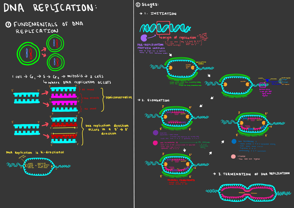 DNA translation and transcription;note summary - DNA REPLICATION ...