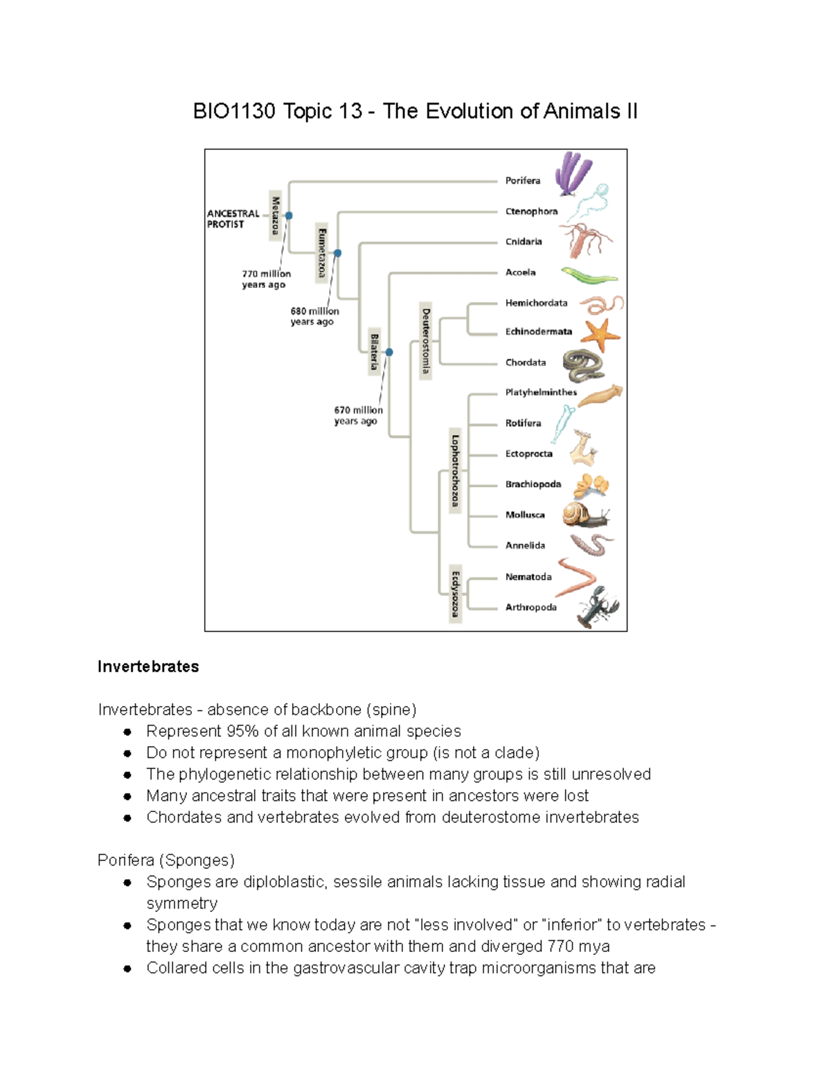 BIO1130 Topic 13 - BIO1130 Topic 13 - The Evolution of Animals II ...