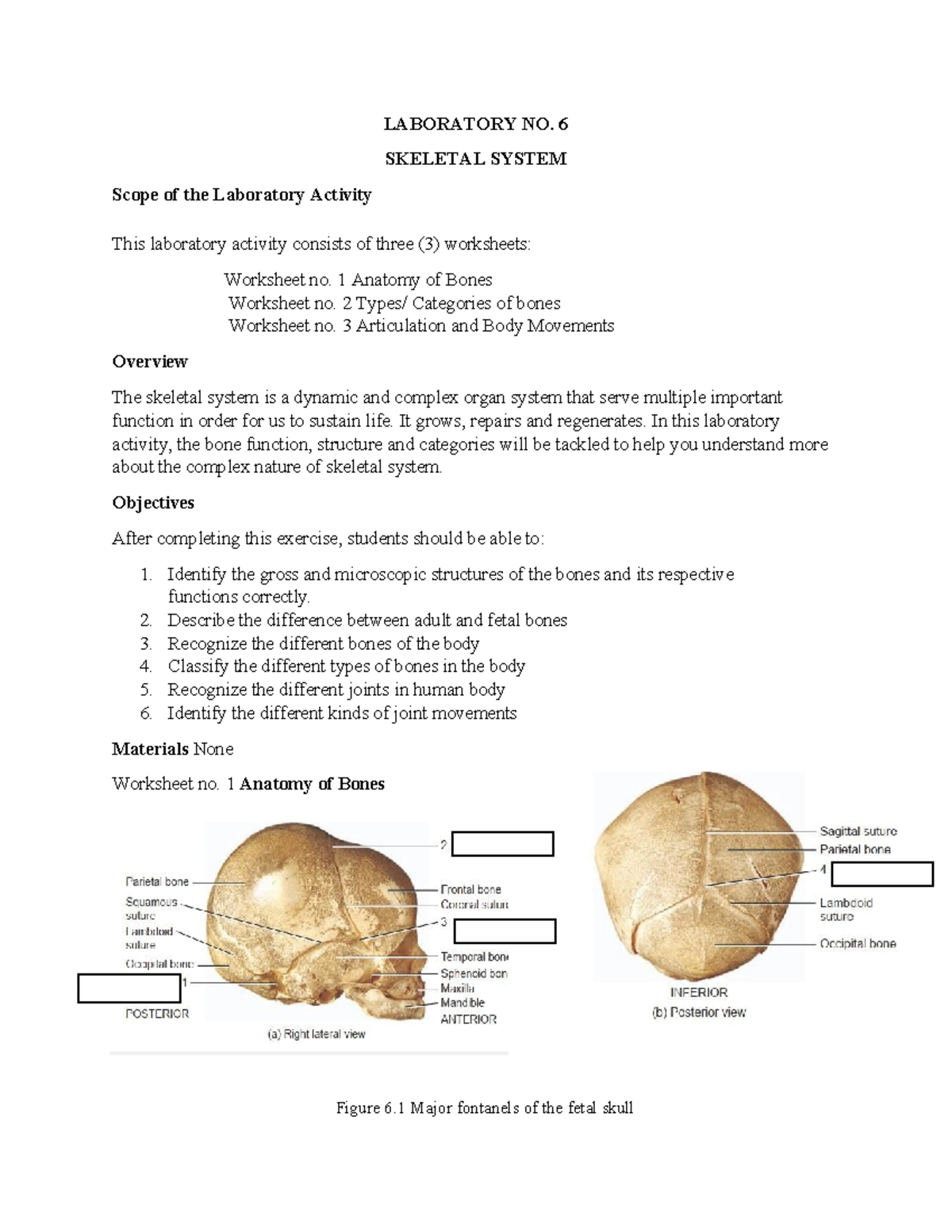 Laboratory Activity Skeletal - Scope of the Laboratory Activity ...