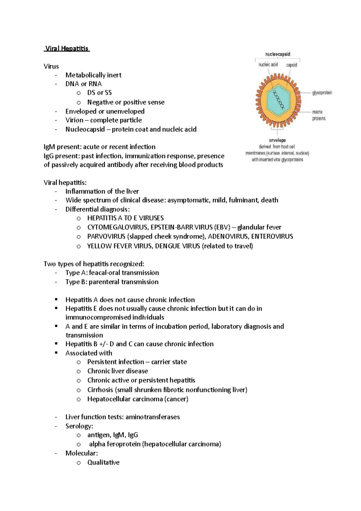 Inflammation W3 Viral Hepatitis - Viral Hepatitis Virus - Metabolically ...