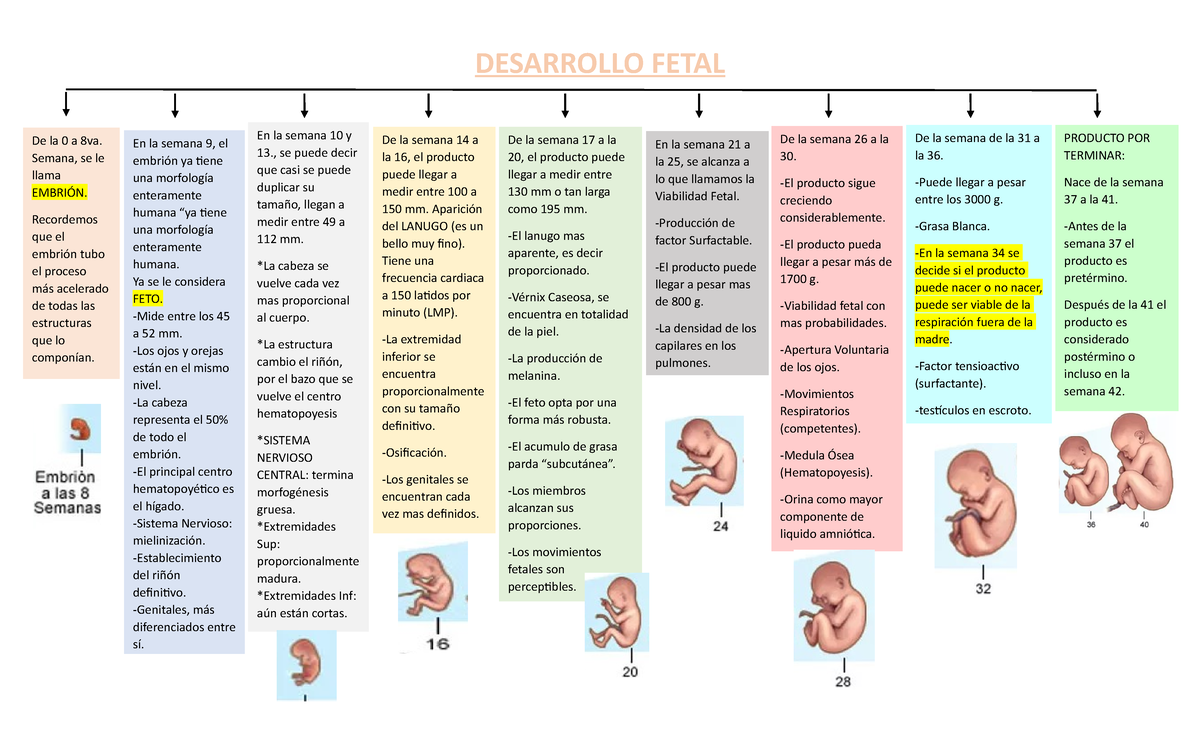 Desarrollo Fetal y Nacimiento - DESARROLLO FETAL En la semana 9, el embrión ya tiene una ...