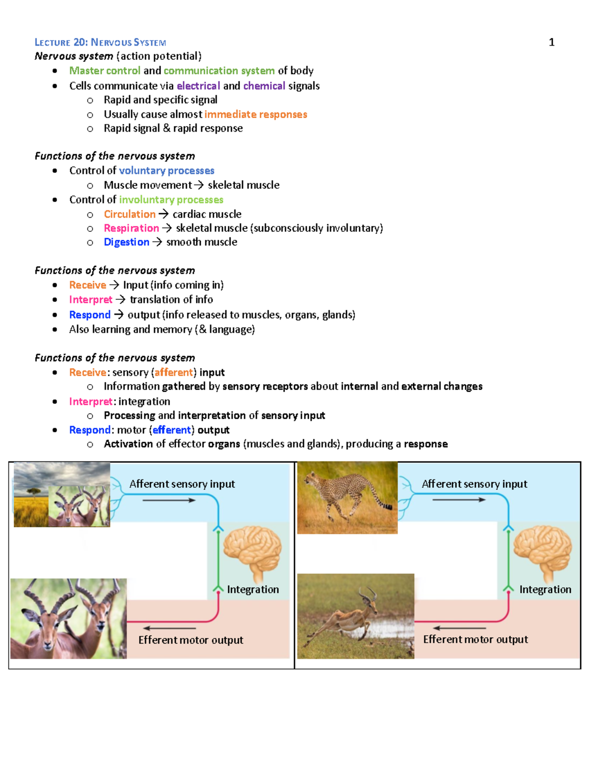 Lecture 20- Nervous System - Nervous system (action potential) • Master ...