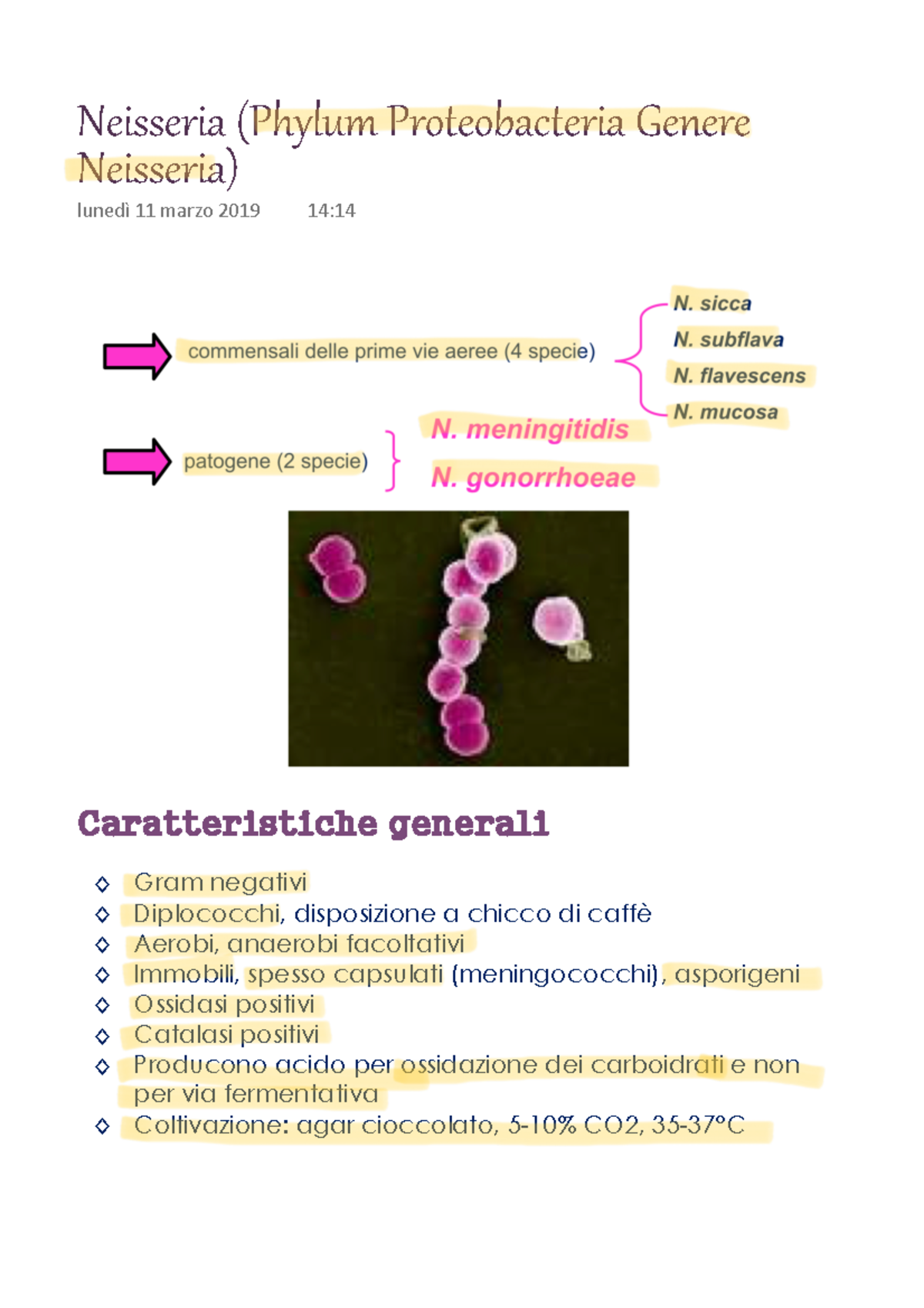9. Neisseria (Phylum Proteobacteria Genere Neisseria) - Caratteristiche generali Gram negativi ...