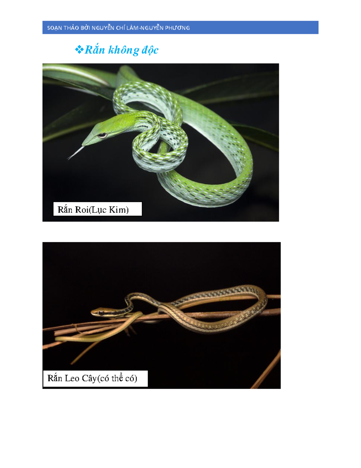 Rắn Bình Quới - Tham khảo - Rắn không độc Rắn Roi(Lục Kim) Rắn Leo Cây ...