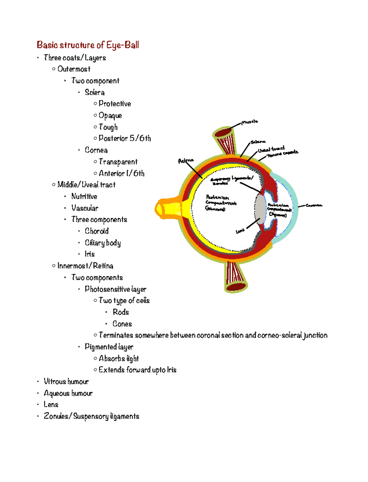 NOTES ON THE EYE* - Basic structure of Eye-Ball Three coats/Layers ...