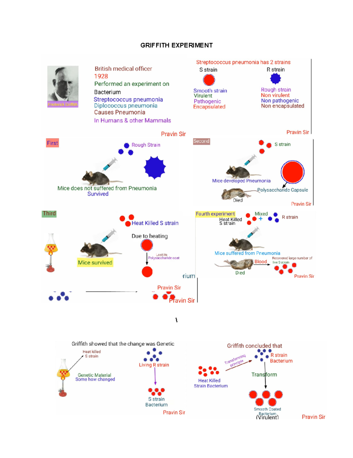Griffith Experiment - GRIFFITH EXPERIMENT \ AVERY, MACLEOD, MCARTY ...