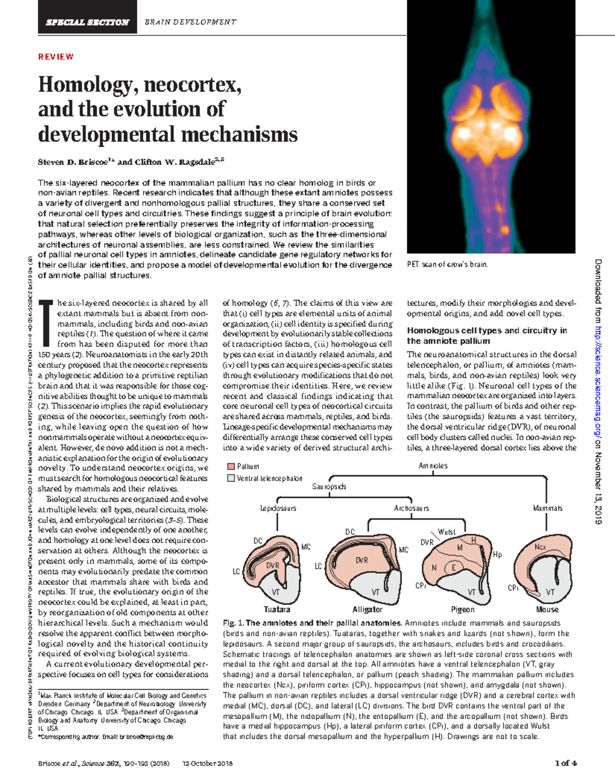 Evolution of neocortex - REVIEW Homology, neocortex, and the evolution ...