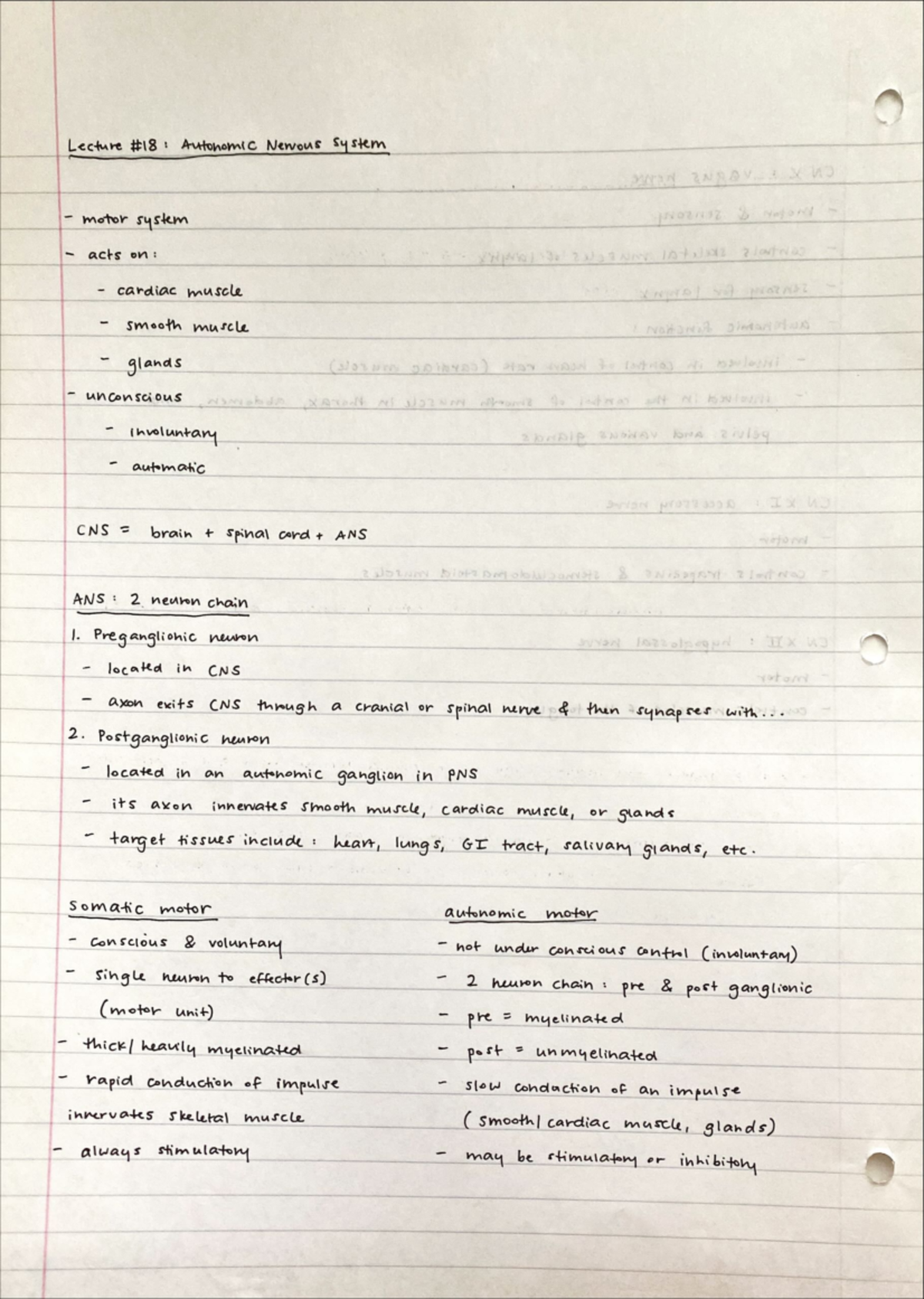 Human Anatomy Lecture 18 Pas 113llb Studocu