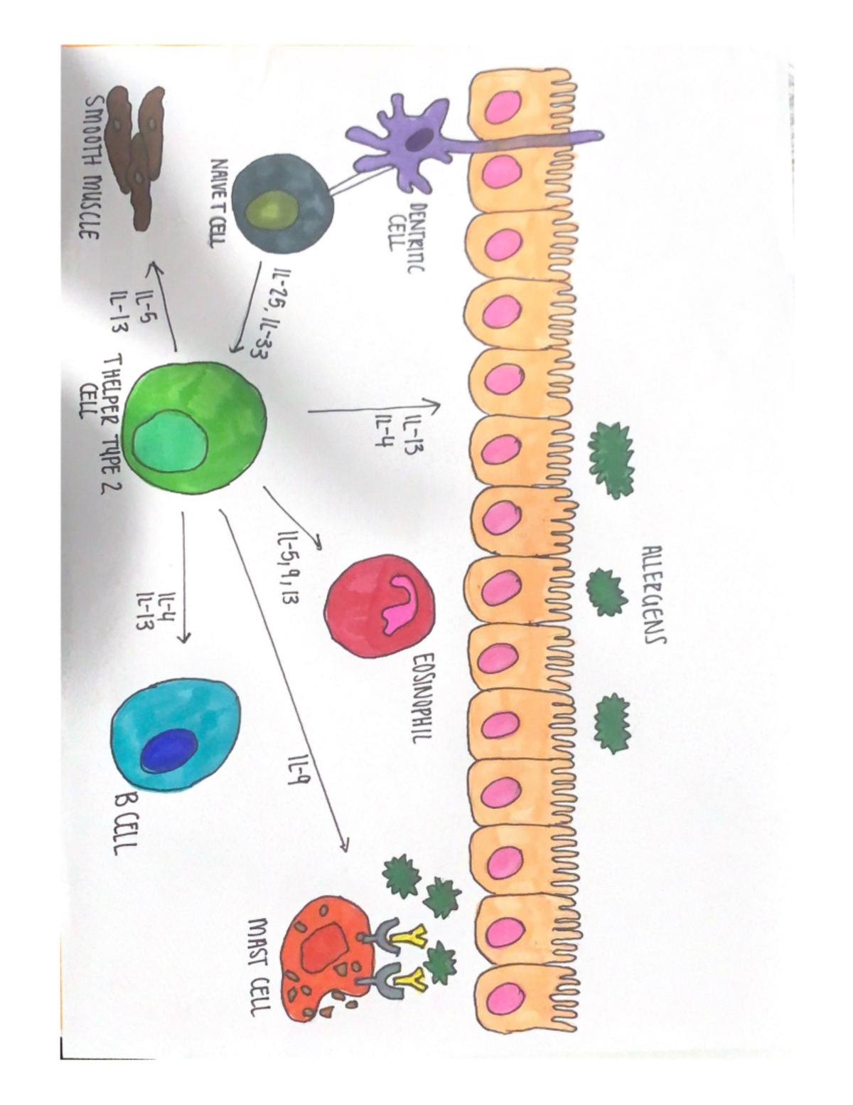 Allergens - drawing - HUBS2103 - Studocu