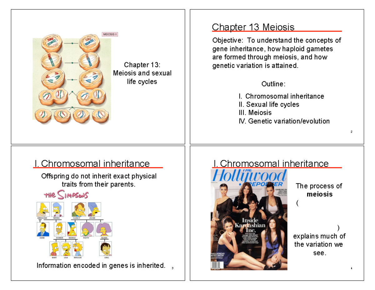 BIO 201 KLB 09 Meiosis notes - Chapter 13: Meiosis and sexual life ...