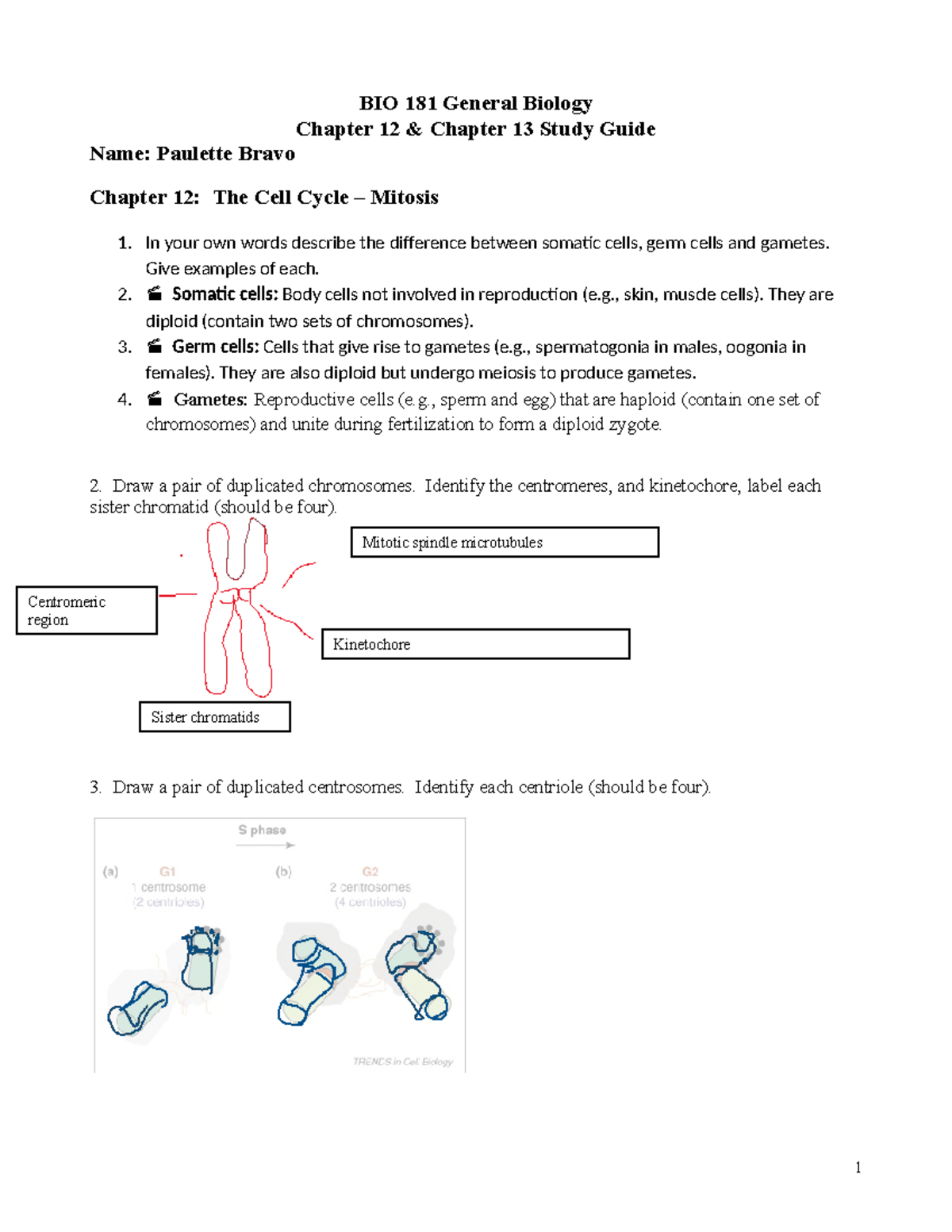 Chapter 12 and 13 Study Guide F23 - BIO 181 General Biology Chapter 12 ...